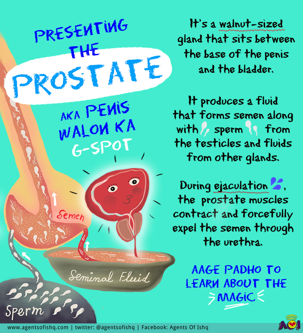 What Is The Prostate — Agents Of Ishq